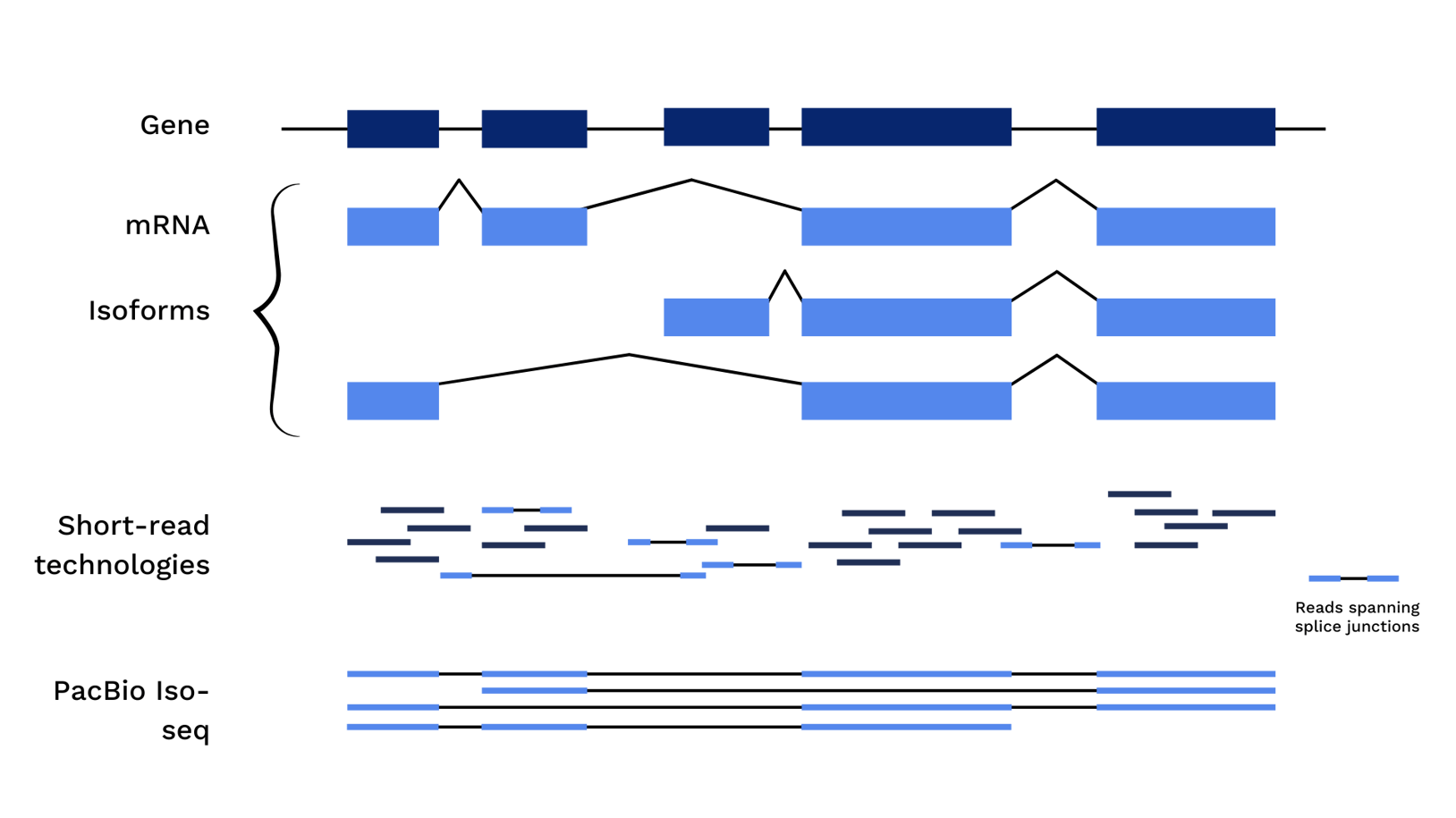 Novel Transcriptomic Discoveries with MAS-Seq and Iso-Seq